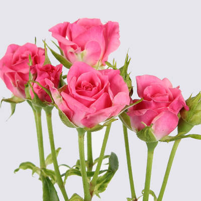 - Pink grown by Van Lier Nurseries Ltd
