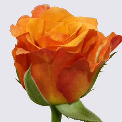 Milva - Roses grown by Van Lier Nurseries Ltd