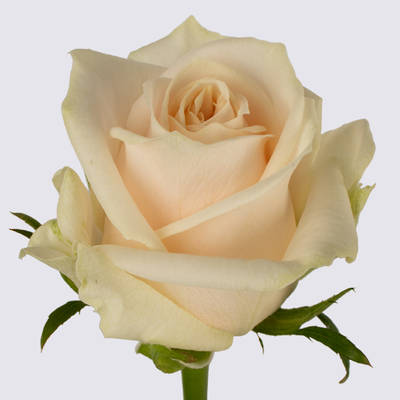 Myllena - Roses grown by Van Lier Nurseries Ltd