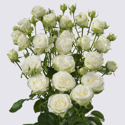 Miss Bombastic Spray Rose Plant - Roses grown by Van Lier Nurseries Ltd