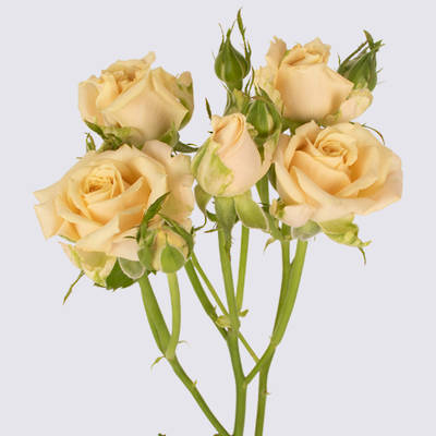 Sahara Sensation Spray Rose - Spray Roses grown by Van Lier Nurseries Ltd