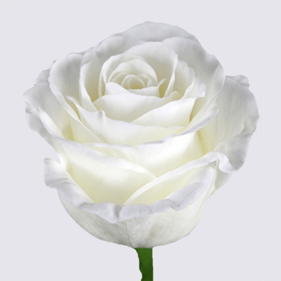 - Roses grown by Van Lier Nurseries Ltd