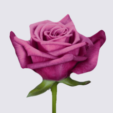 Roses - Plant Propagation by Van Lier Nurseries Ltd