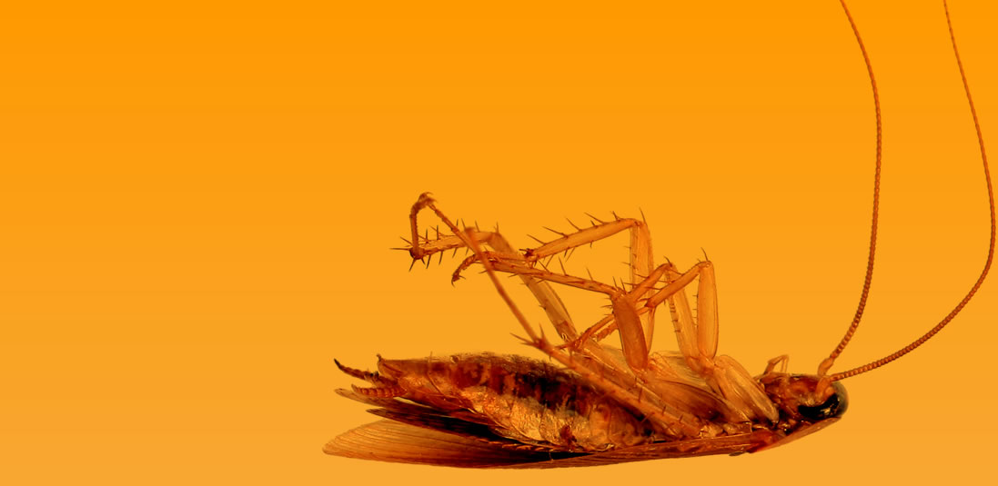 Leaders of Pest Control in Wellington, Hutt Valley and Kapiti