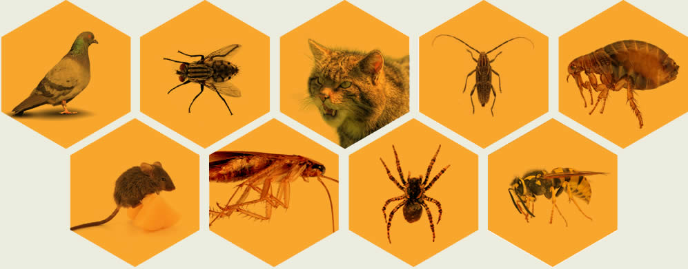 Leaders of Pest Control in Wellington, Hutt Valley and Kapiti